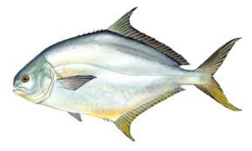 Thomman's Groceries. Pompano Fish Whole 1kg