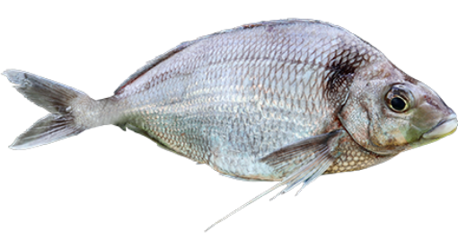 Thomman's Groceries. Tarakihi Fish Whole 1kg